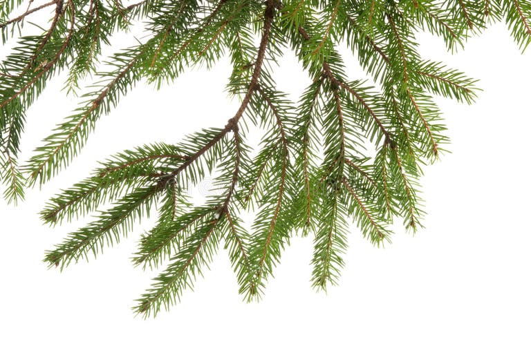 Fir tree branch stock photo. Image of background, leaf - 11611678