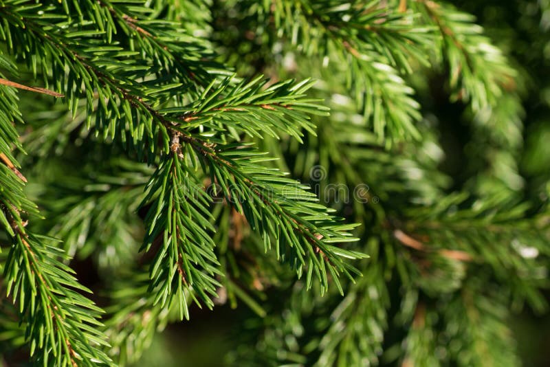 Fir tree branch stock image. Image of pattern, botany - 144665033