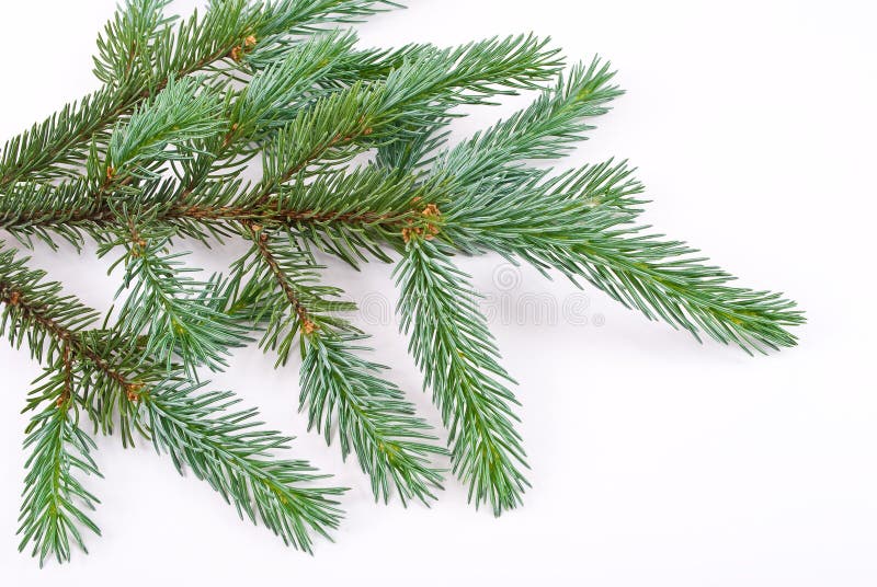 Fir tree branch stock image. Image of xmas, tree, isolated - 14691223