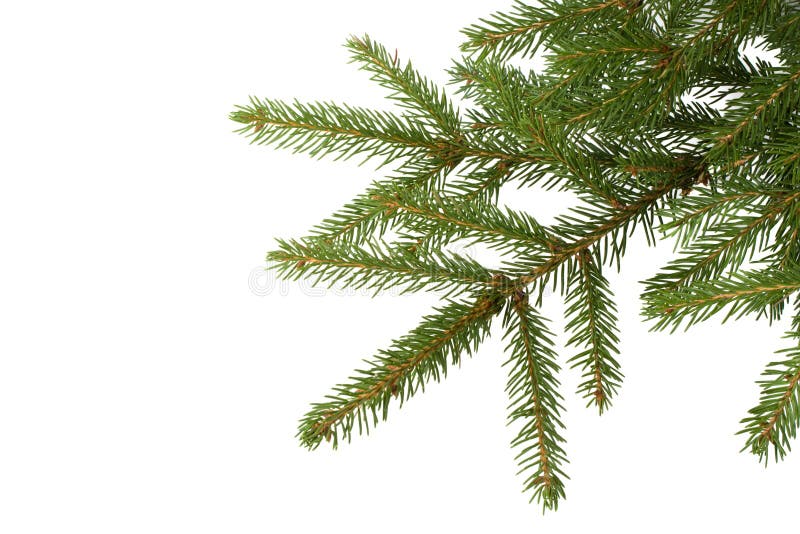 Fir tree branch stock image. Image of macro, decorative - 6679701