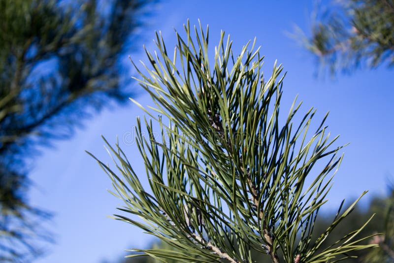 Fir Tree Branch Background Close Up Stock Image - Image of decorative ...