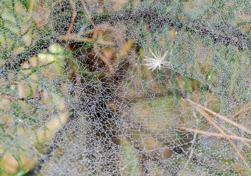 Fir-tree Branch in a Cobweb a Cobweb on Tree Stock Image - Image of ...
