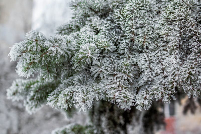 Fir Tree Branch Covered by Frost Crystals Stock Photo - Image of ...