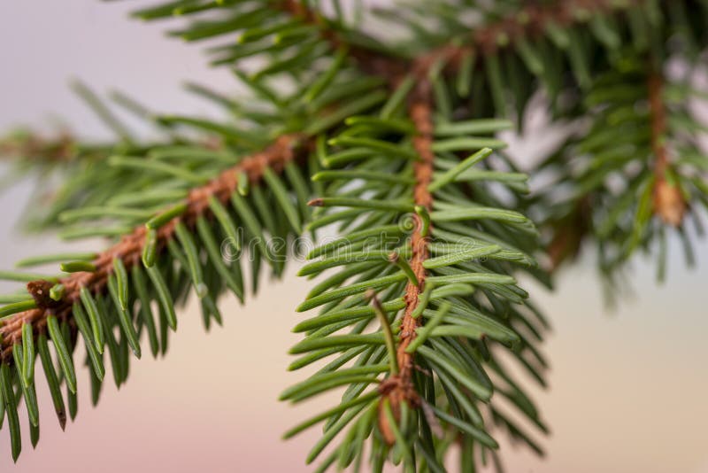 Fir tree branch stock image. Image of macro, green, nature - 224178549