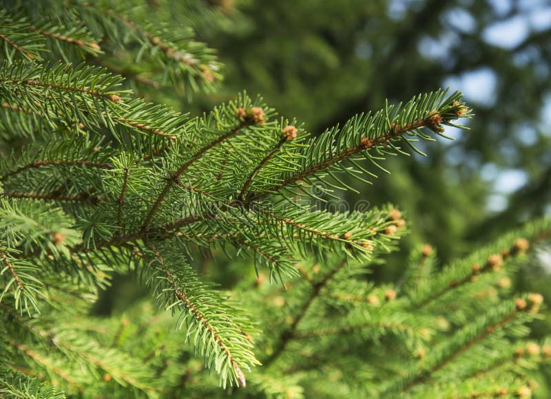 Fir Tree Branch stock image. Image of green, pine, object - 54351029