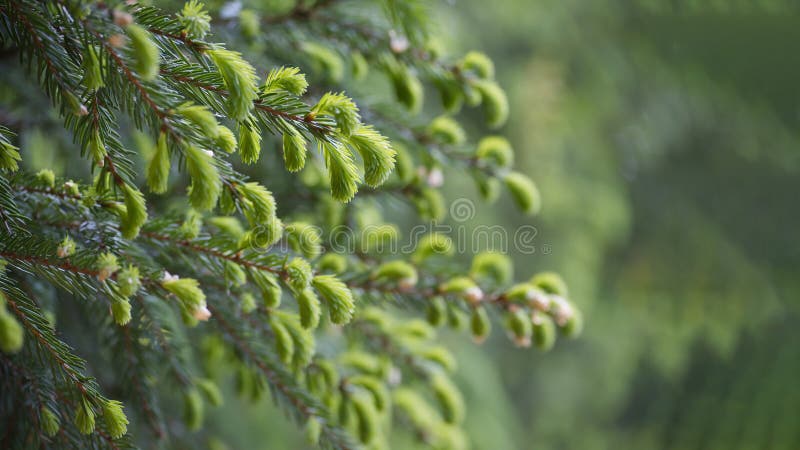 Fir Tree Branch with Fresh Young Green Shoots Stock Photo - Image of ...
