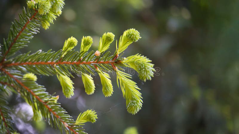 Fir Tree Branch with Fresh Young Green Shoots Stock Image - Image of ...