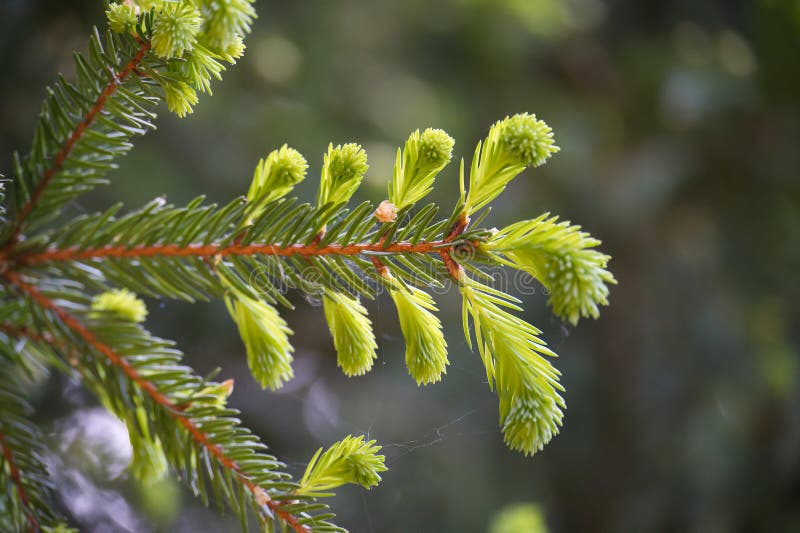 Green Shoots that Grow from Fertile Soil. Stock Illustration ...