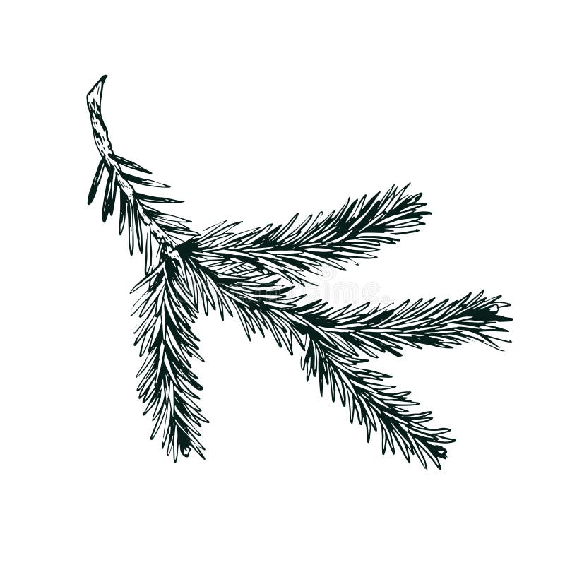 Fir Tree Branch Ink Drawing Vector Stock Vector - Illustration of plant ...