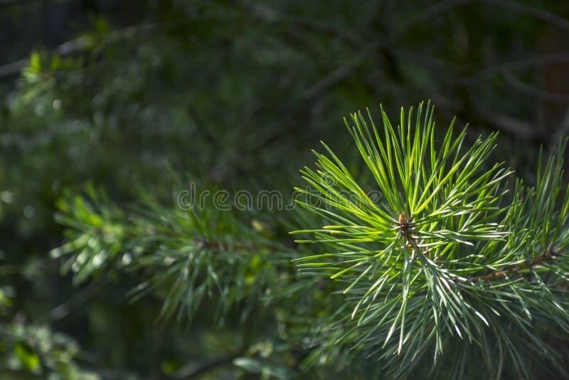 Fir-tree branch stock photo. Image of russia, branches - 77863670
