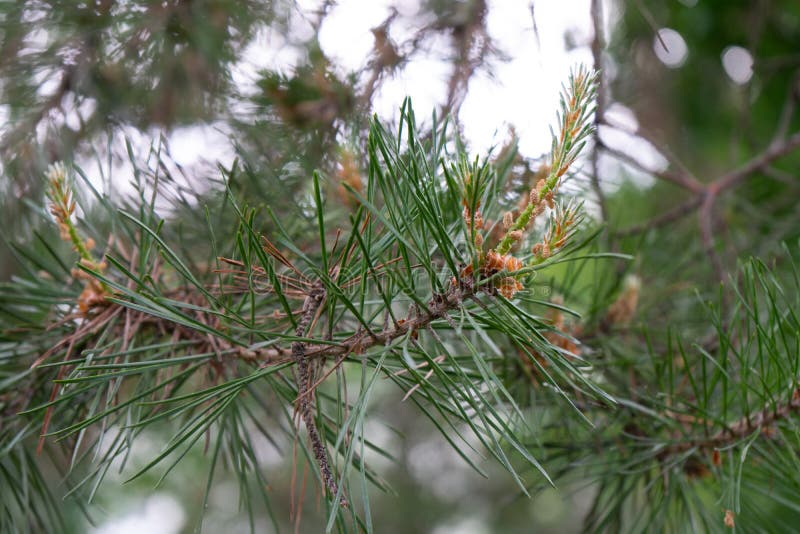 Tree Branch Side View in Park of Diospyros Lotus Ebenaceae Stock Photo ...