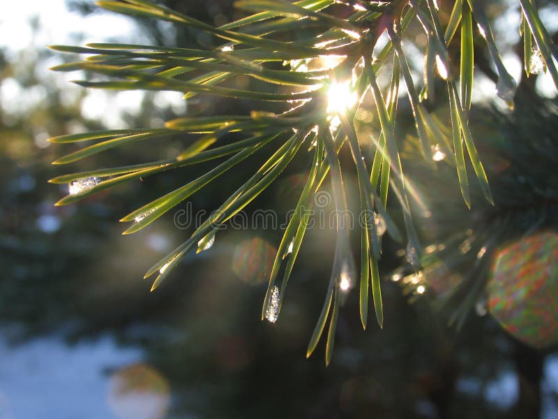 The Fir-tree Branch Sparkling on the Sun in Ice Droplets Stock Photo ...