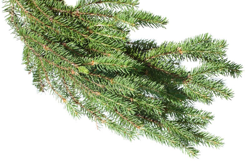 Fir Tree Branch on a White Background. Stock Photo - Image of sprig ...
