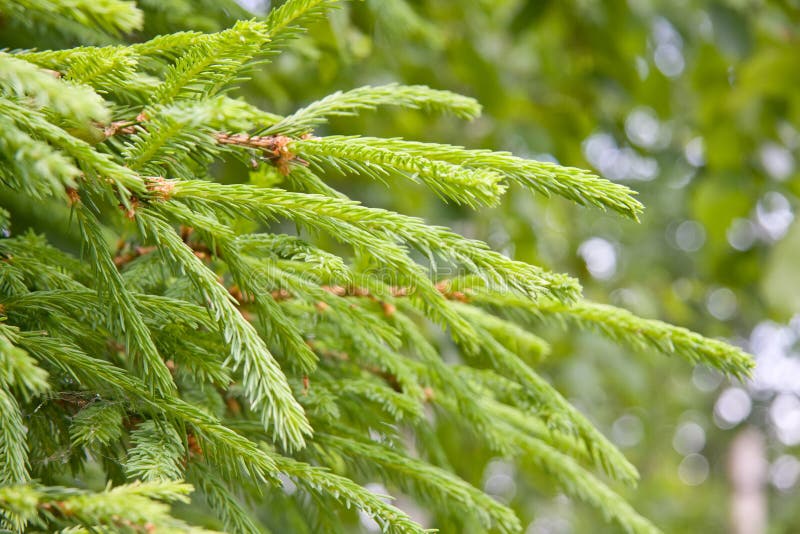 Japanese Cedar stock image. Image of plant, conifer, tree - 30001687