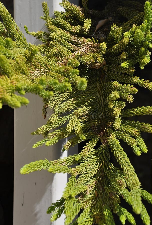 Fir Tree Branches Background in the Sun Stock Photo - Image of ...