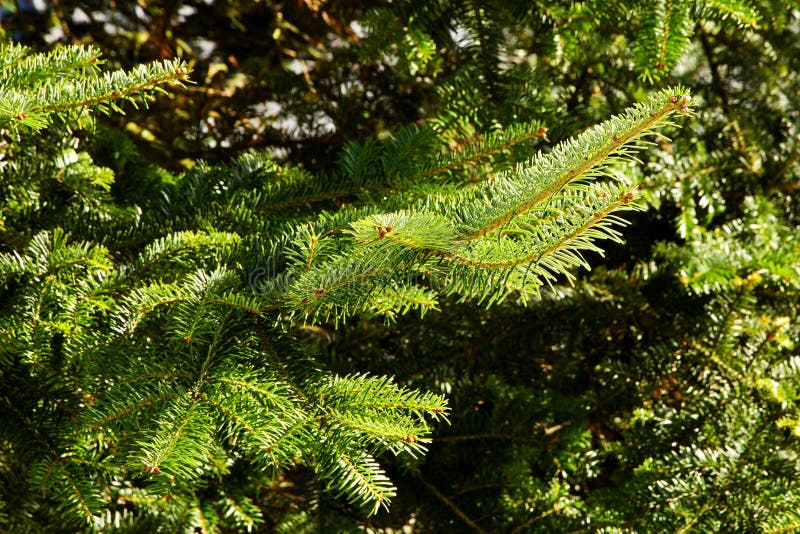 Fir tree branches stock photo. Image of close, branch - 79842344