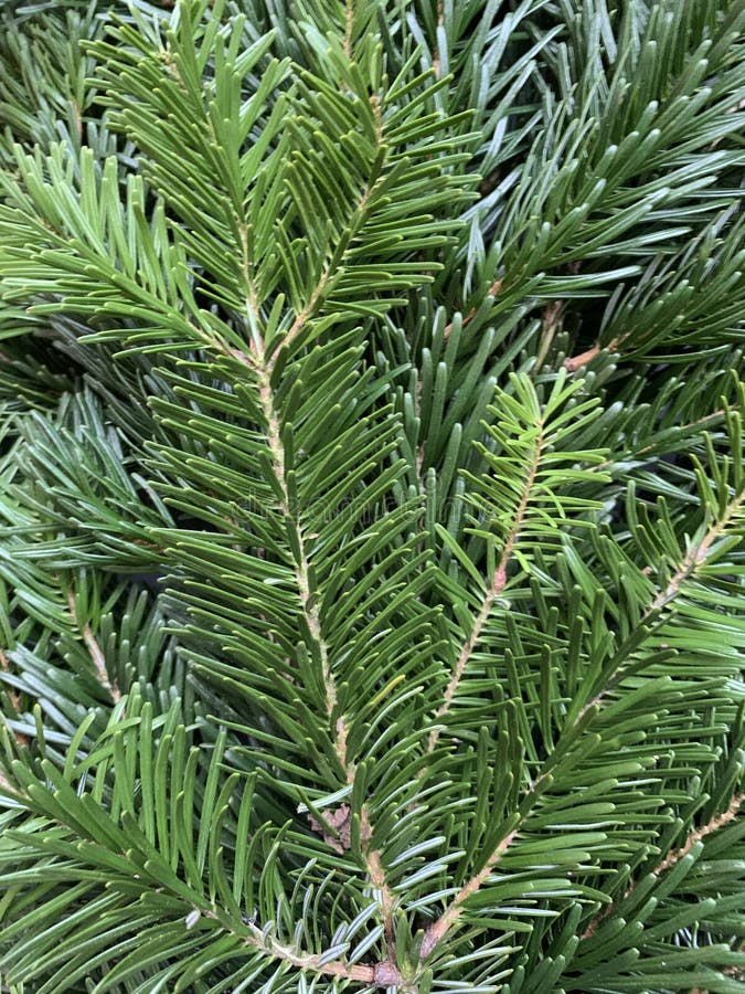 Fir-tree Branches for Christmas Decoration Stock Photo - Image of space ...
