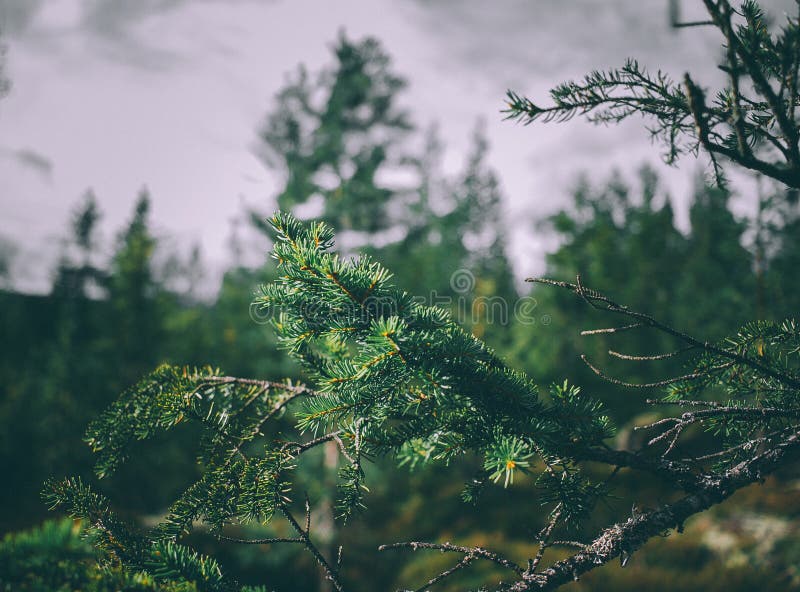 Fir tree branches stock image. Image of branches, nature - 82982763