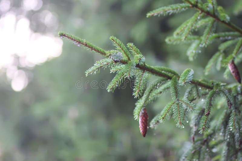 Fir-tree Branches with Cones Close Up. Evergreen Plant Stock Photo ...