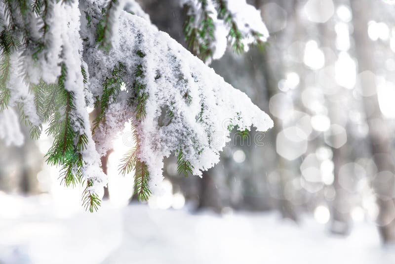 Fir Tree Branches Covered with Fresh Snow Outdoor Winter Nature Stock ...