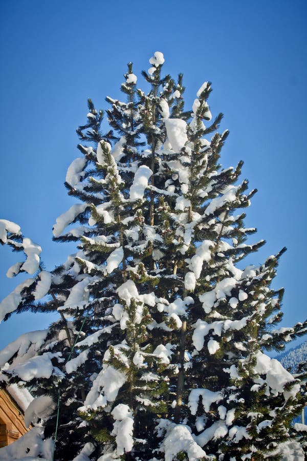 Fir Tree with Branches Covered by Snow Stock Image - Image of outdoor ...