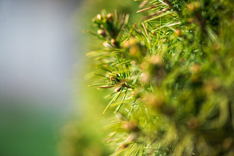 Fir tree stock image. Image of fern, color, exotic, abstract - 53323059