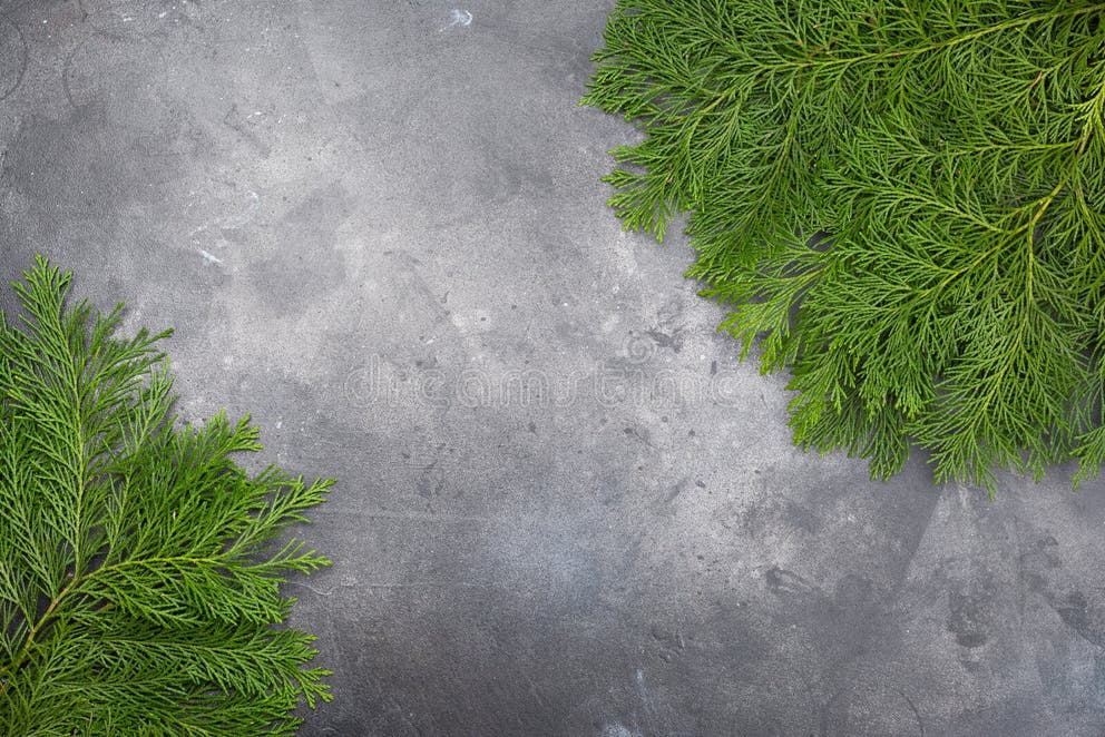 Fir tree branches on grey stock photo. Image of festive - 164267646