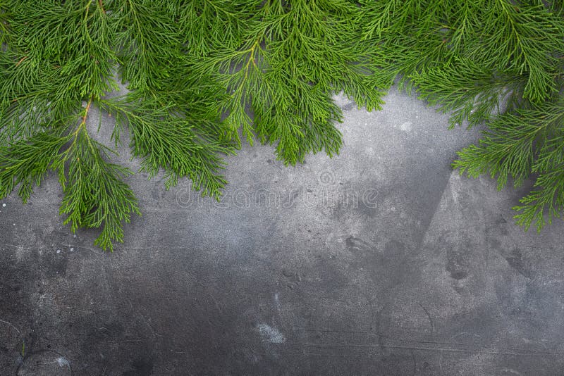 Fir tree branches on grey stock photo. Image of seasonal - 164267884