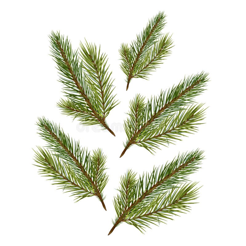 Fir Tree Branches Levitation Digital Illustration. Pine Branches ...