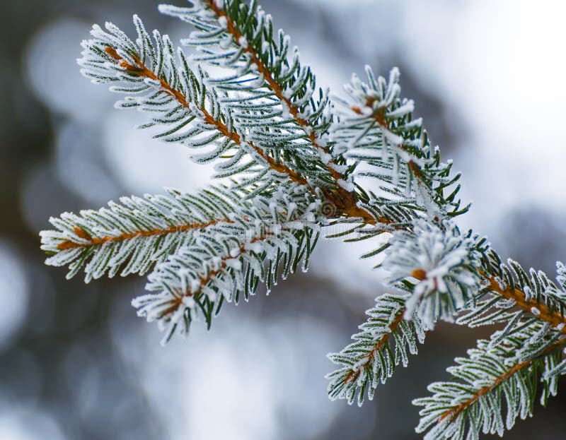 Fir tree branches stock image. Image of branch, forest - 86716747