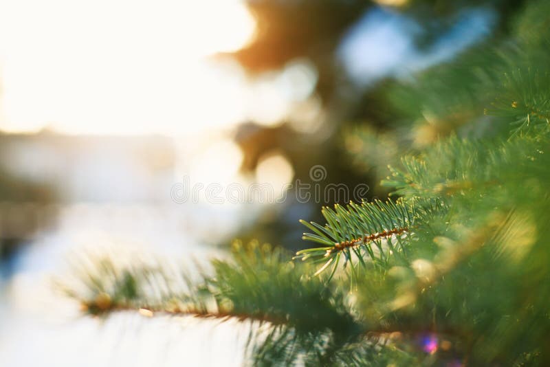 The Fir-tree Branches Sparkling on the Sun Stock Photo - Image of ...
