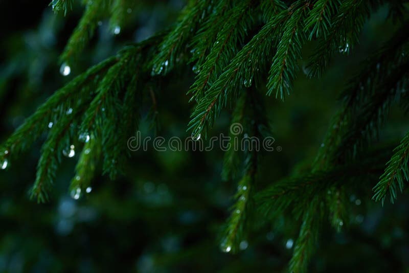 Fir-tree Branches with Water Drops after Rain. Dark Nature Background ...