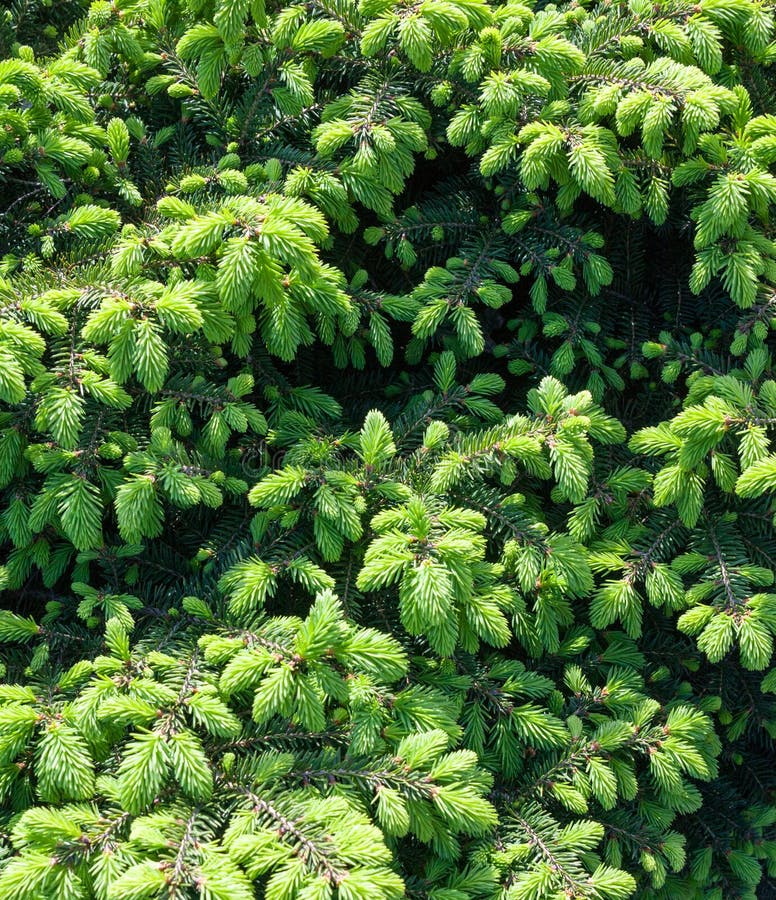 Fir Tree Branches with Young Light Green Shoots Stock Photo - Image of ...