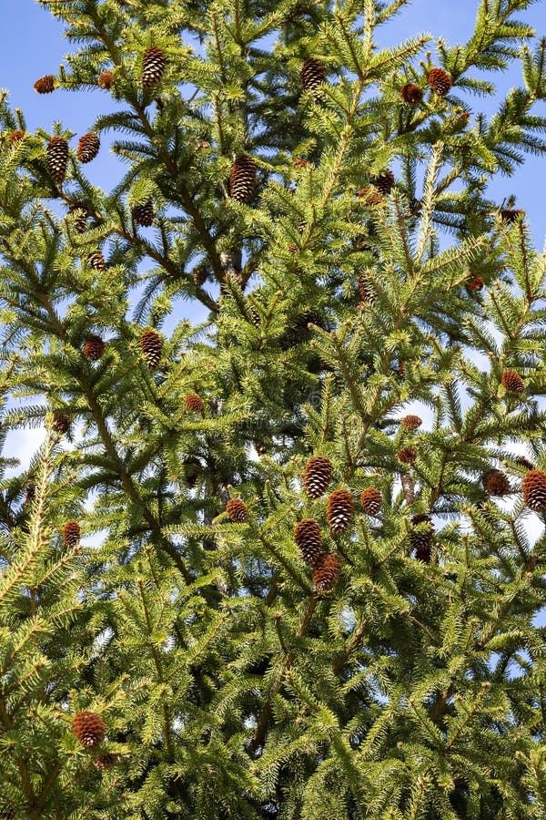 Fir tree with brown cones stock photo. Image of environmental - 225977590
