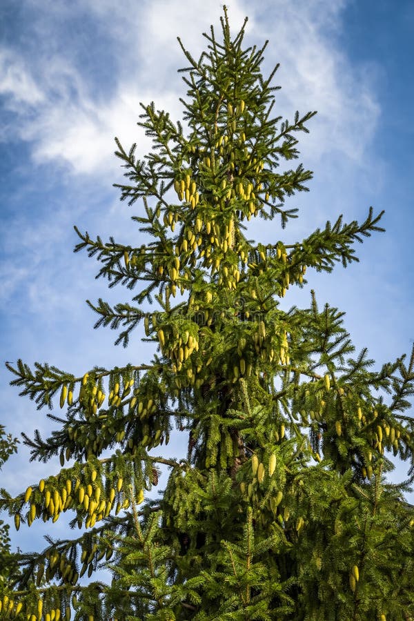 Fir tree with brown cones stock photo. Image of detail - 265655866