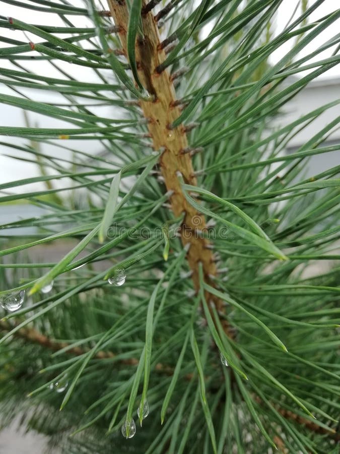 Fir tree brunch close up stock photo. Image of summer - 117326972