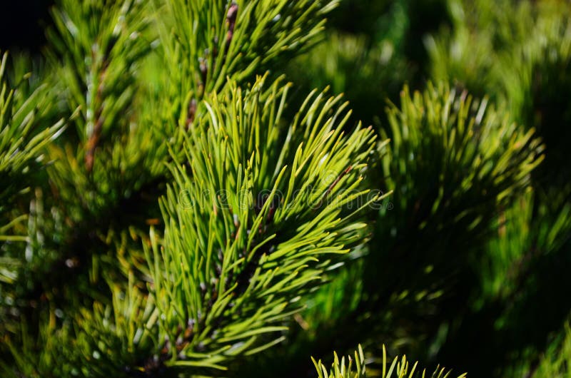 Fir Tree Brunch Close Up. Fluffy Fir Tree Brunch Close Up Stock Image ...
