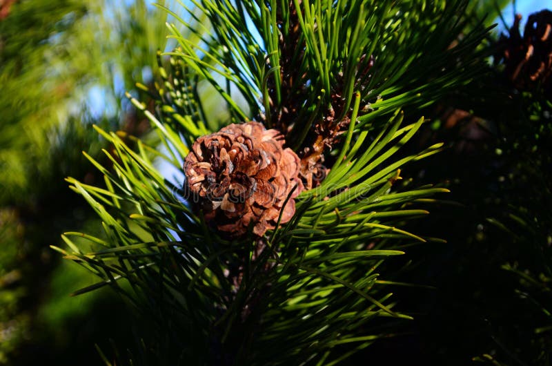Fir Tree Brunch Close Up. Fluffy Fir Tree Brunch Close Up Stock Image ...
