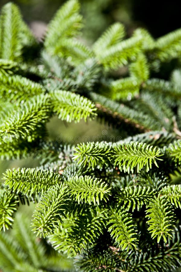 Fir Tree Brunch Close Up. Fluffy Fir Tree Brunch Closeup Stock Image ...
