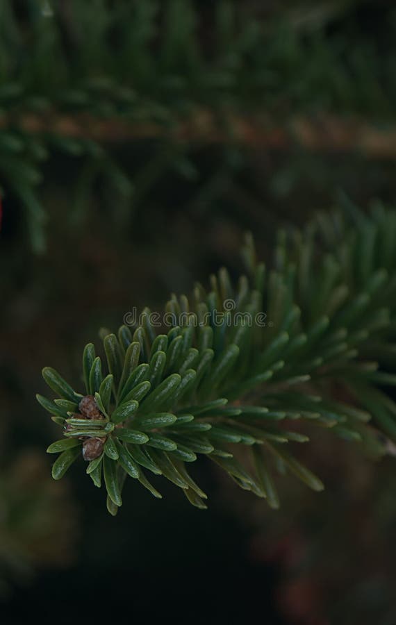 Fir Tree Brunch Close Up. Shallow Focus Stock Photo - Image of cedar ...