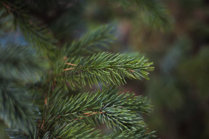 Fir Tree Brunch Close Up. Shallow Focus. Fluffy Fir Tree Brunch Close ...