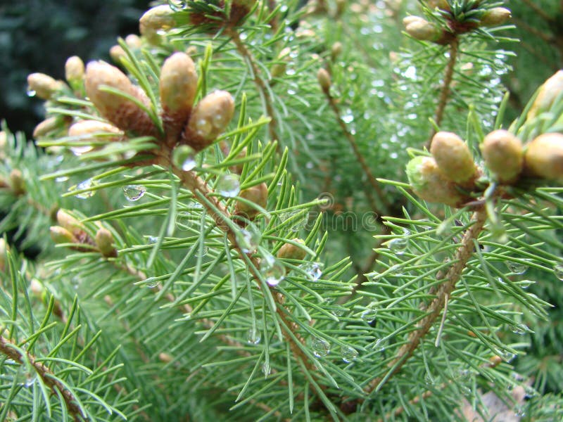 Fir Tree Brunch Close Up. Shallow Focus. Fluffy Fir Tree Brunch Close ...