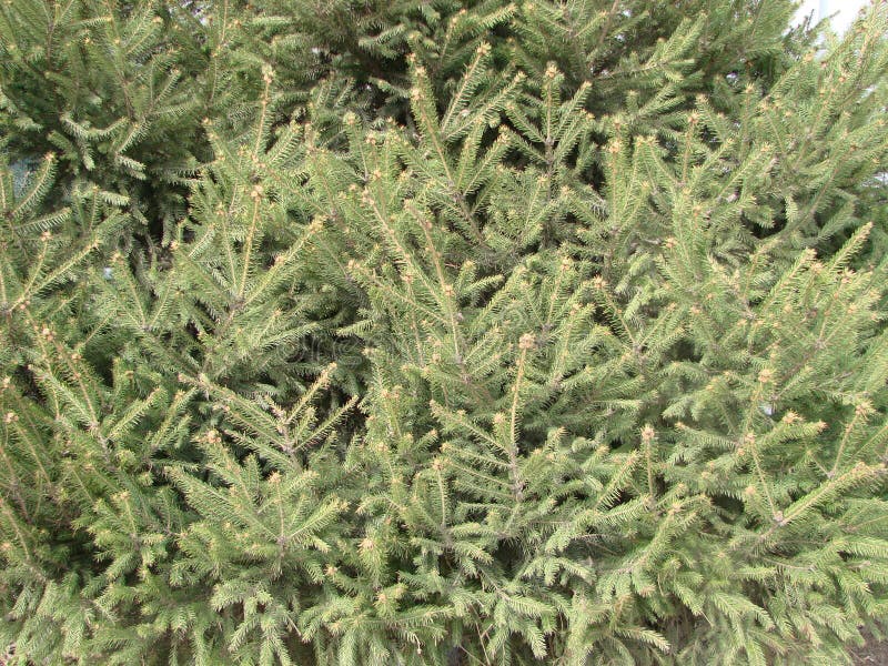 Fir Tree Brunch Close Up. Shallow Focus. Fluffy Fir Tree Brunch Close ...