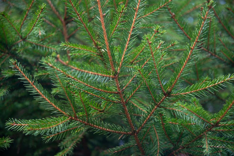 Fir Tree Brunch Close Up. Shallow Focus. Fluffy Fir Tree Brunch Close ...