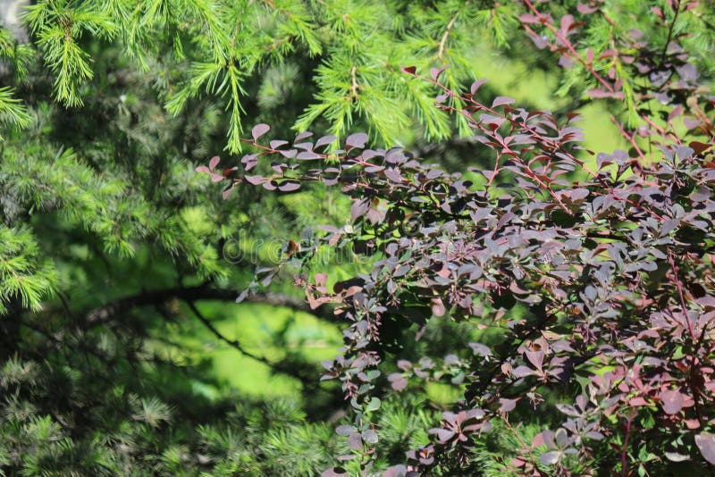 Fir Tree Brunch Close Up. Shallow Focus. Fluffy Fir Tree Brunch Close ...