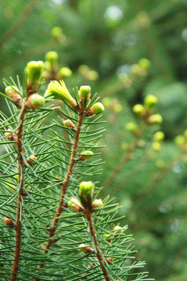 Fir tree bud stock image. Image of leaf, green, macro - 5424885
