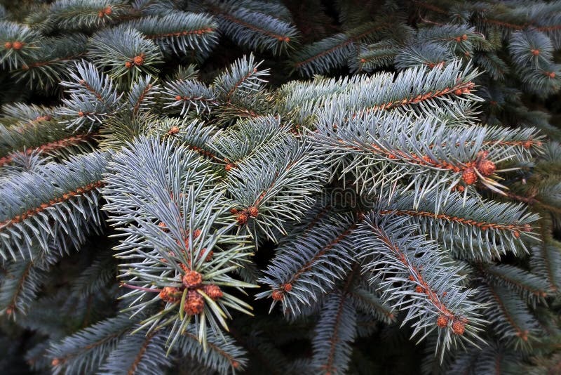 Fir tree buds stock photo. Image of nature, forest, shadow - 67284818