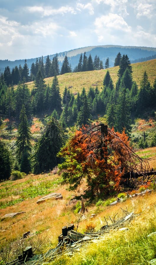 Fir Tree Burned by Lightning Stock Photo - Image of burnt, smoke: 230768082