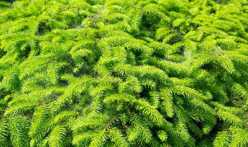 Fir-tree bush stock photo. Image of season, braided, color - 31333334