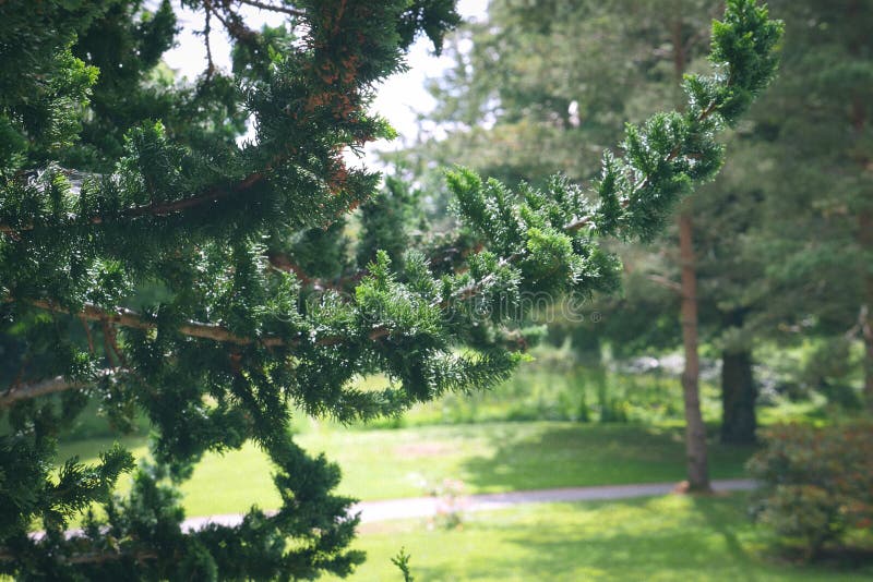 Fir Tree, City of Killarney Ireland Stock Image - Image of traditional ...